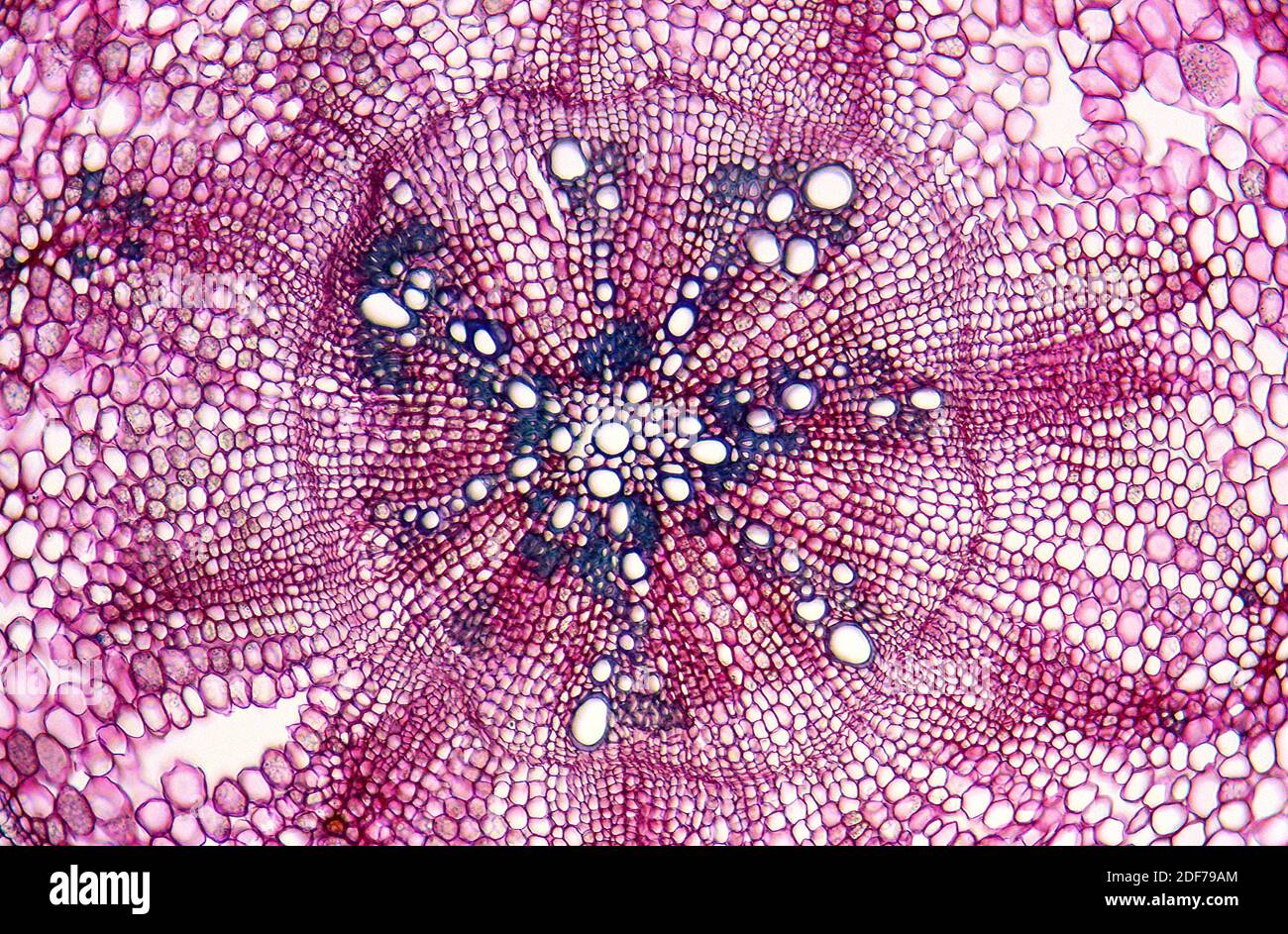 Cross section stem microscope hi-res stock photography and images - Alamy