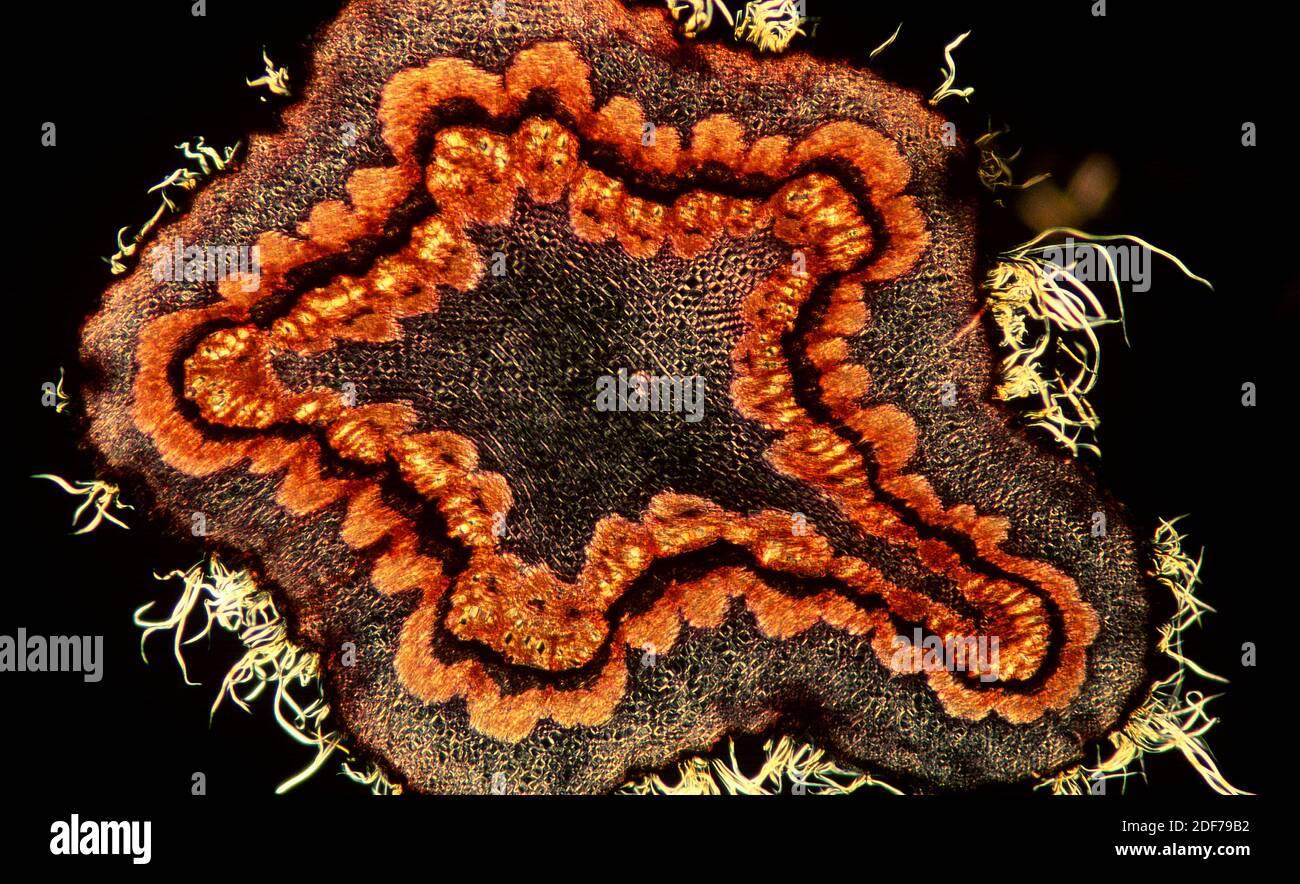 Trichomes stem hi-res stock photography and images - Alamy