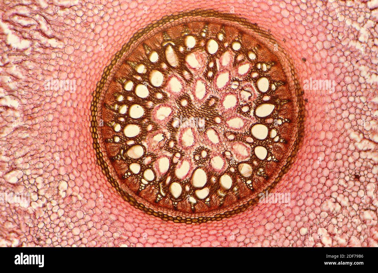 Monocot Root Microscope