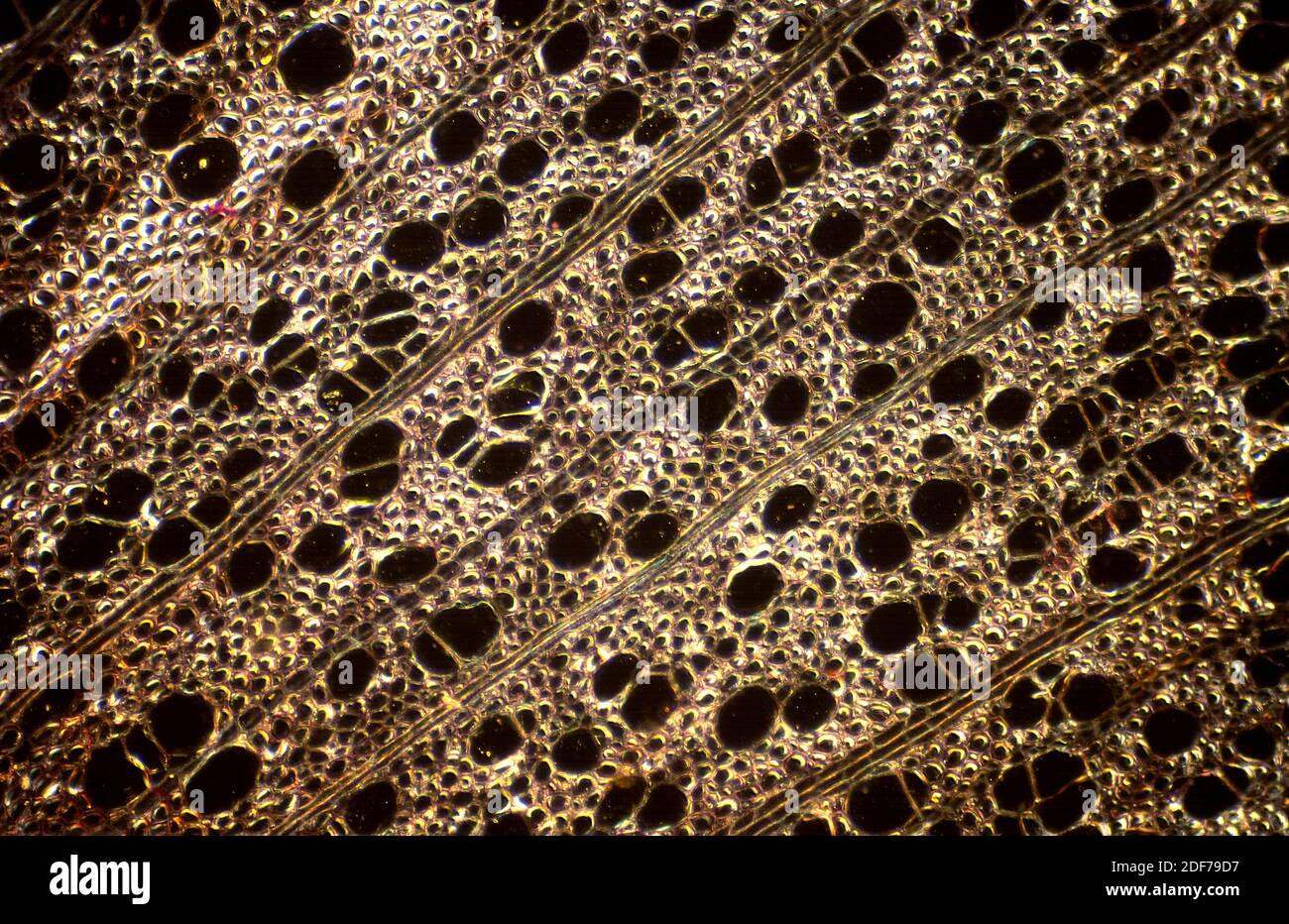Xylem vessel hi-res stock photography and images - Alamy