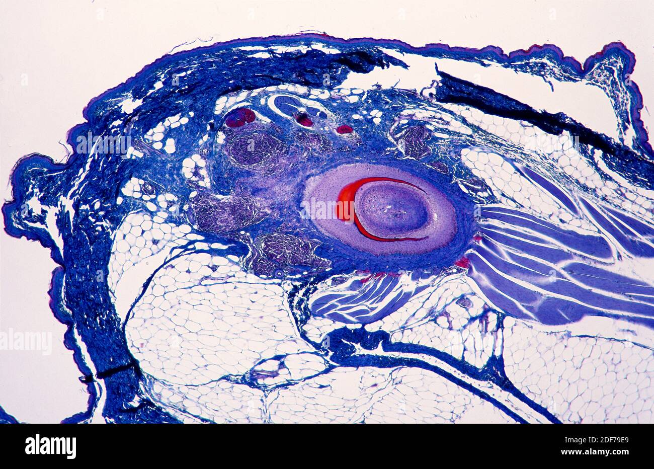 Bird feather micrograph hi-res stock photography and images - Alamy