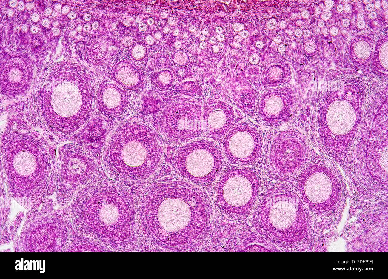 Cat ovary hi-res stock photography and images - Alamy