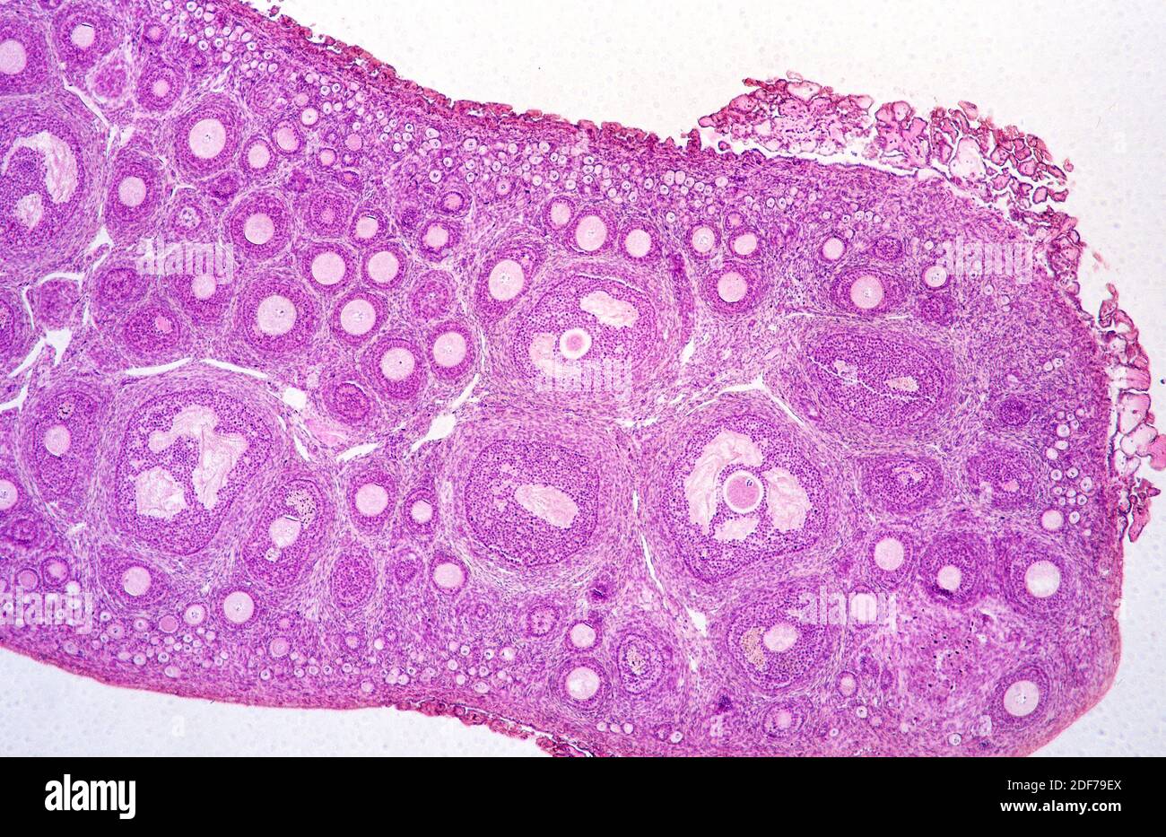 Cat Ovary Histology