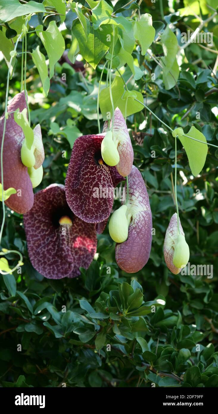 A vertical shot of Dutchman's pipe Stock Photo - Alamy