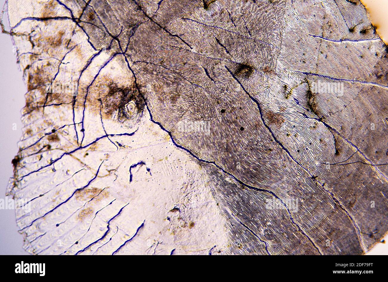 Fish skin microscope hi-res stock photography and images - Alamy