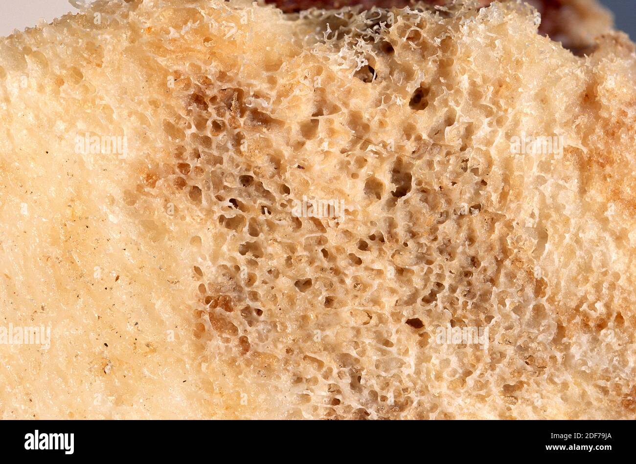 Spongy bone matrix hi-res stock photography and images - Alamy