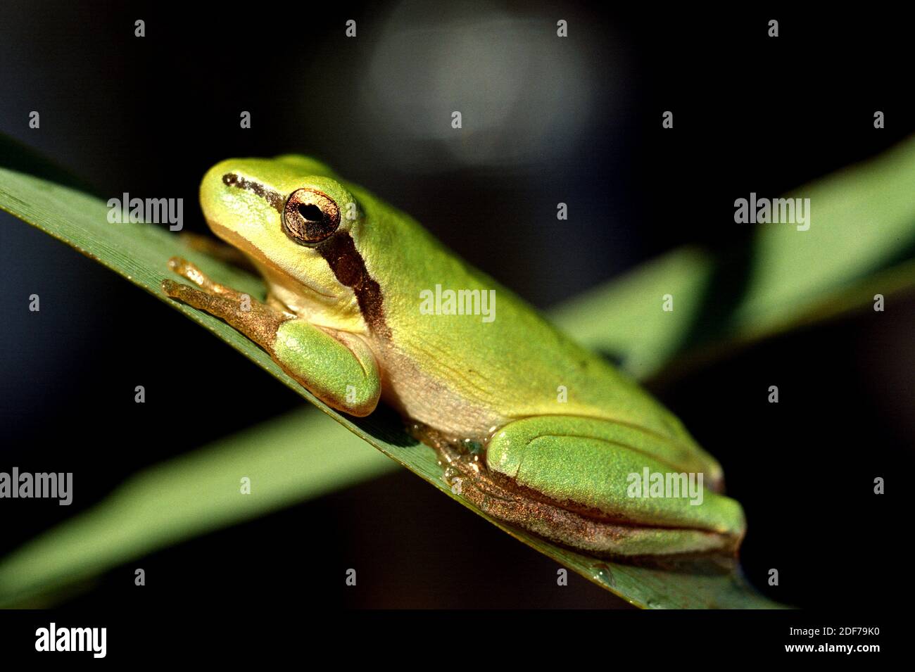 Native frog hi-res stock photography and images - Alamy