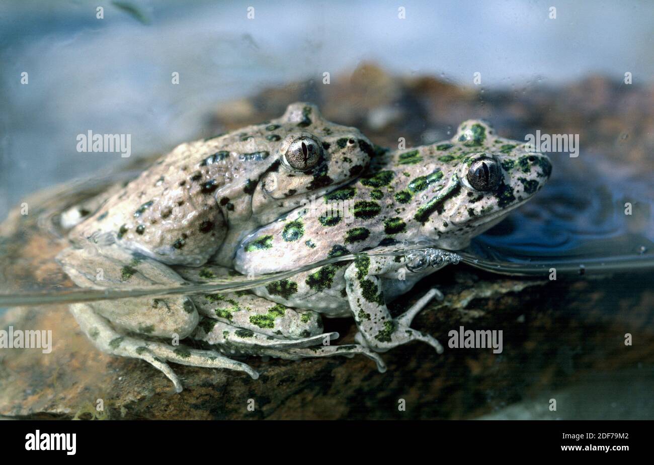 Common parsley frog (Pelodytes punctatus) on amplexus. This small frog ...