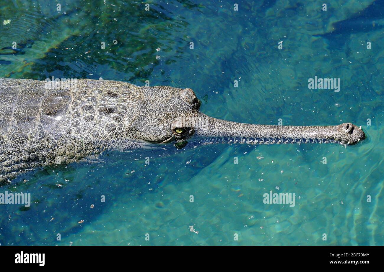 Indian gavial indian gharial gavialis hi-res stock photography and ...