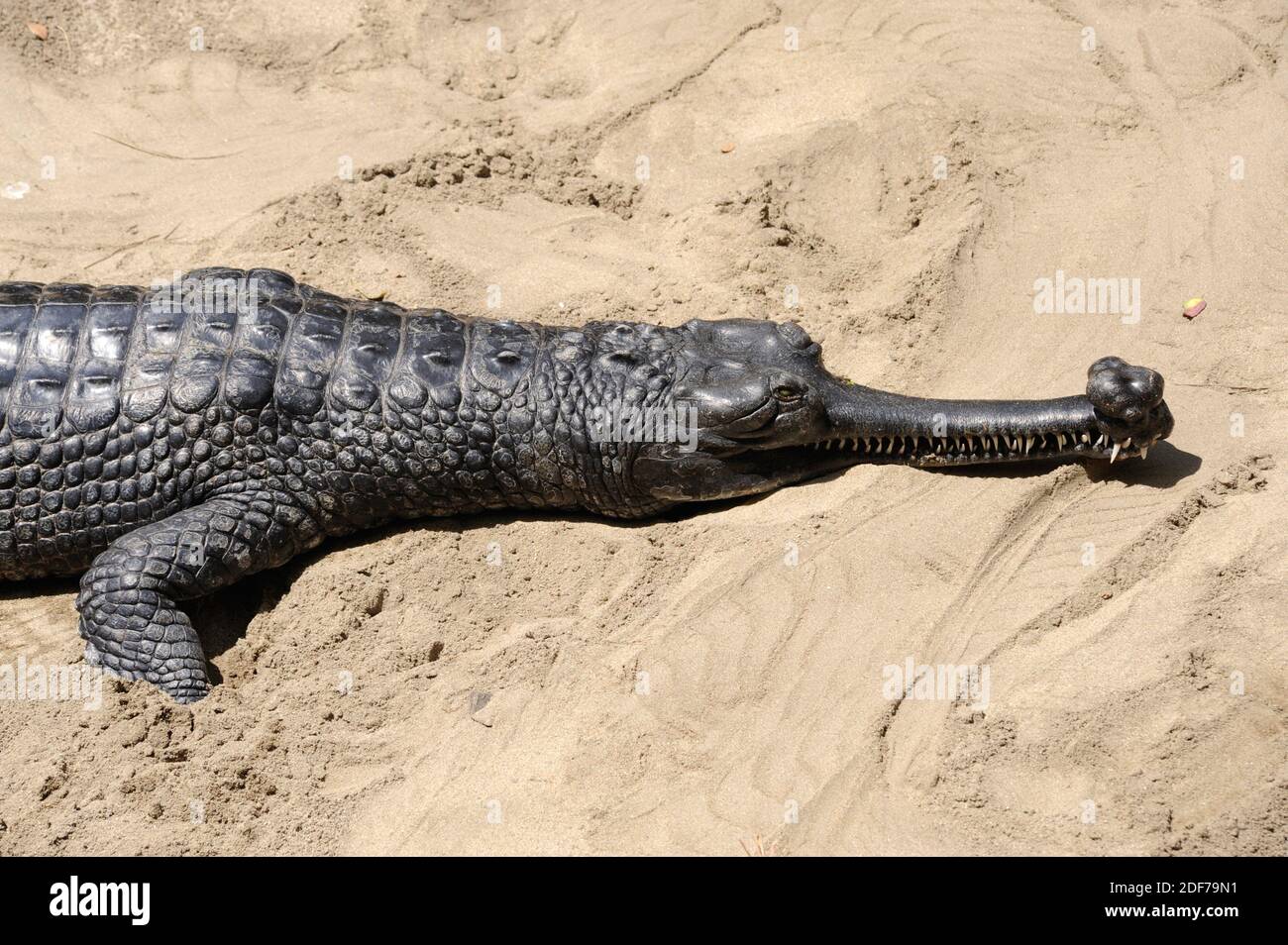 Indian gharial gavialis gangeticus hi-res stock photography and images ...