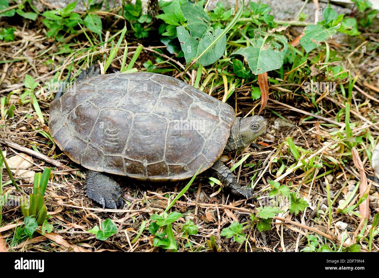 Pond turtle hi-res stock photography and images - Alamy