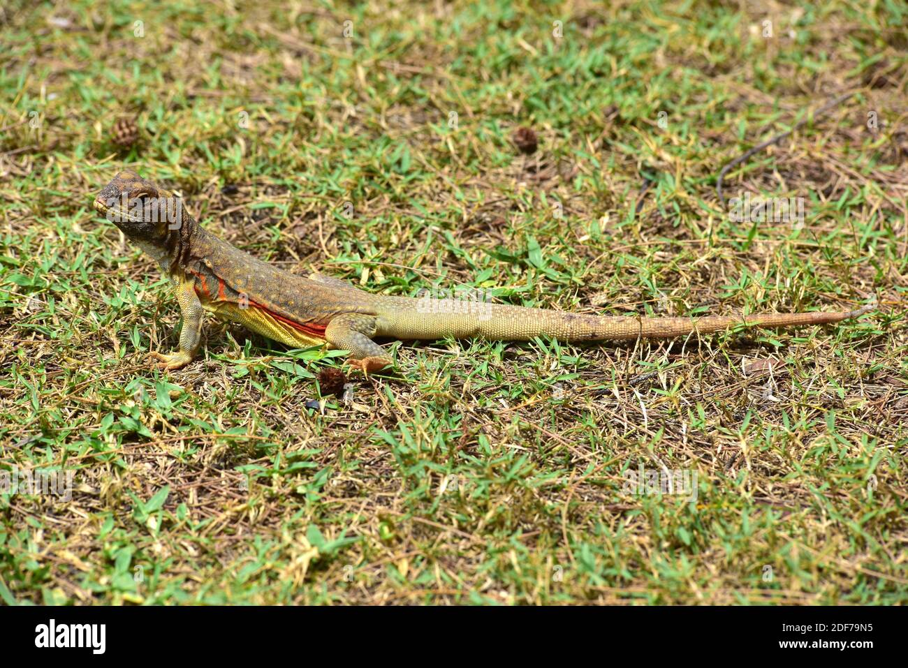 Butterfly lizard in asia hi-res stock photography and images - Alamy