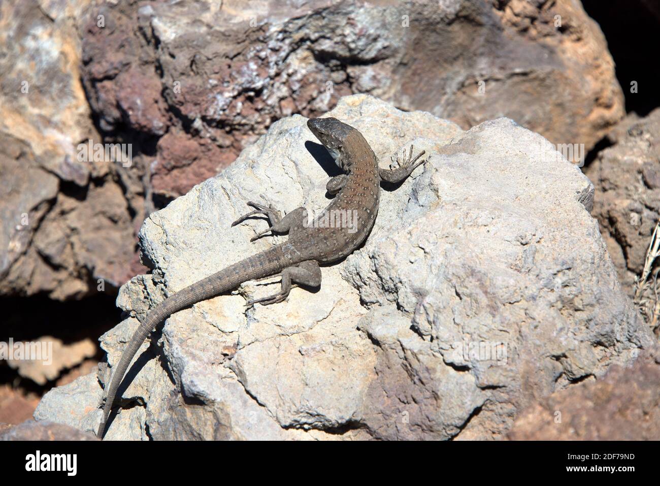 Giant lizard hi-res stock photography and images - Alamy