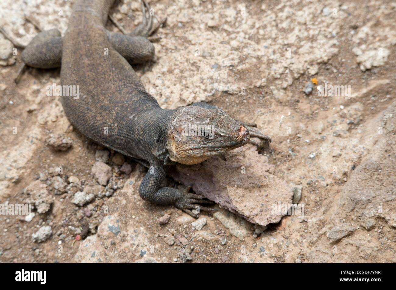 Grand canary giant lizard hi-res stock photography and images - Alamy