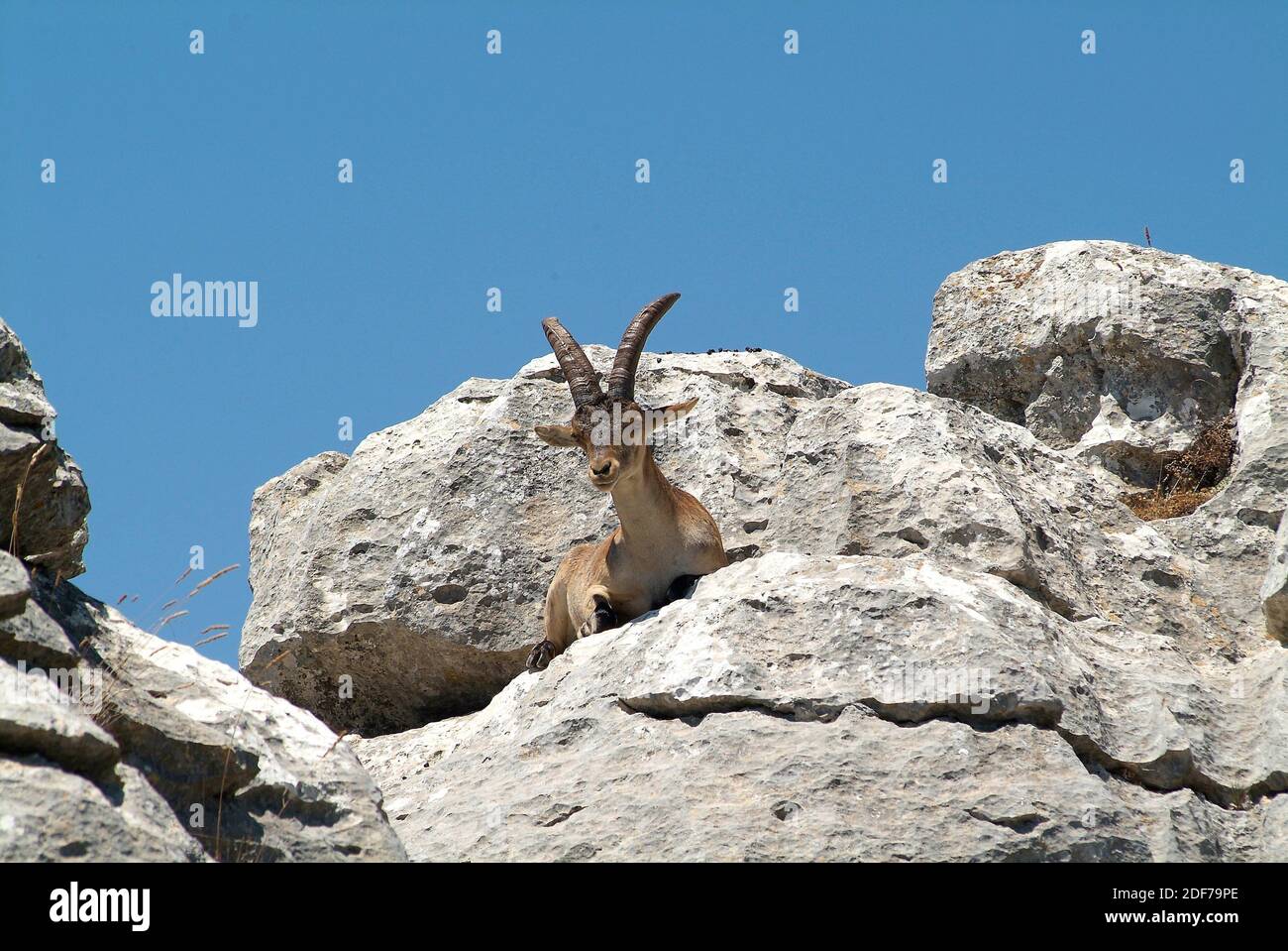Himalayan Ibex Jumping