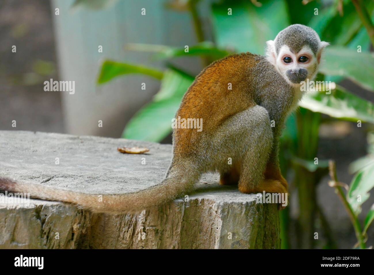 Los micos hi-res stock photography and images - Alamy