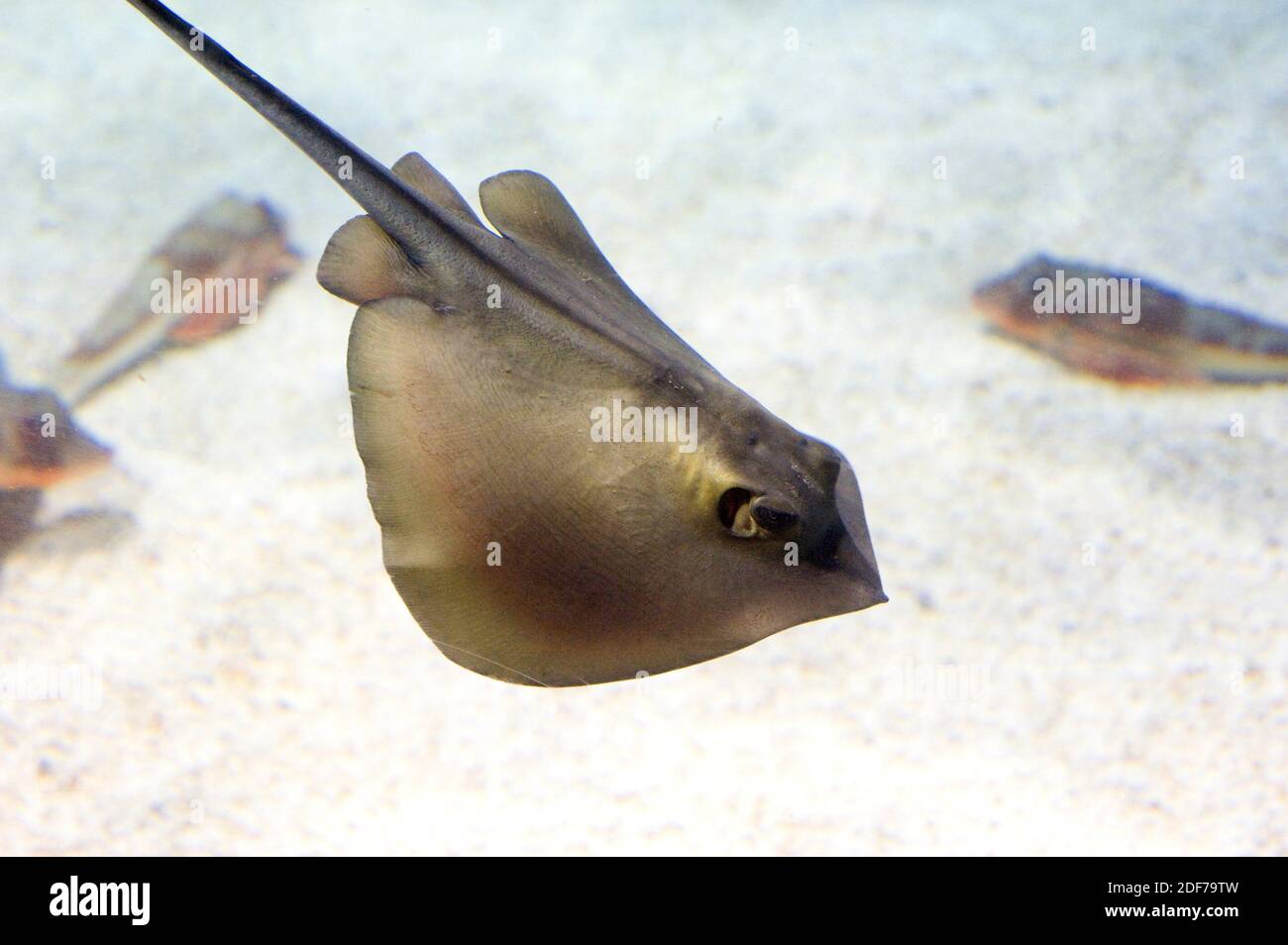 Elasmobranch High Resolution Stock Photography and Images - Alamy