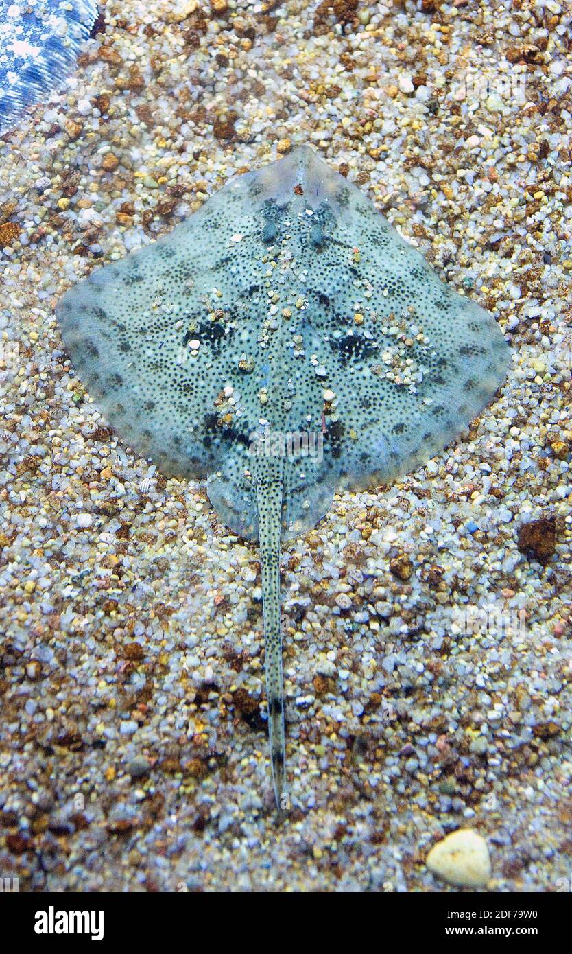 Thornback ray hi-res stock photography and images - Alamy