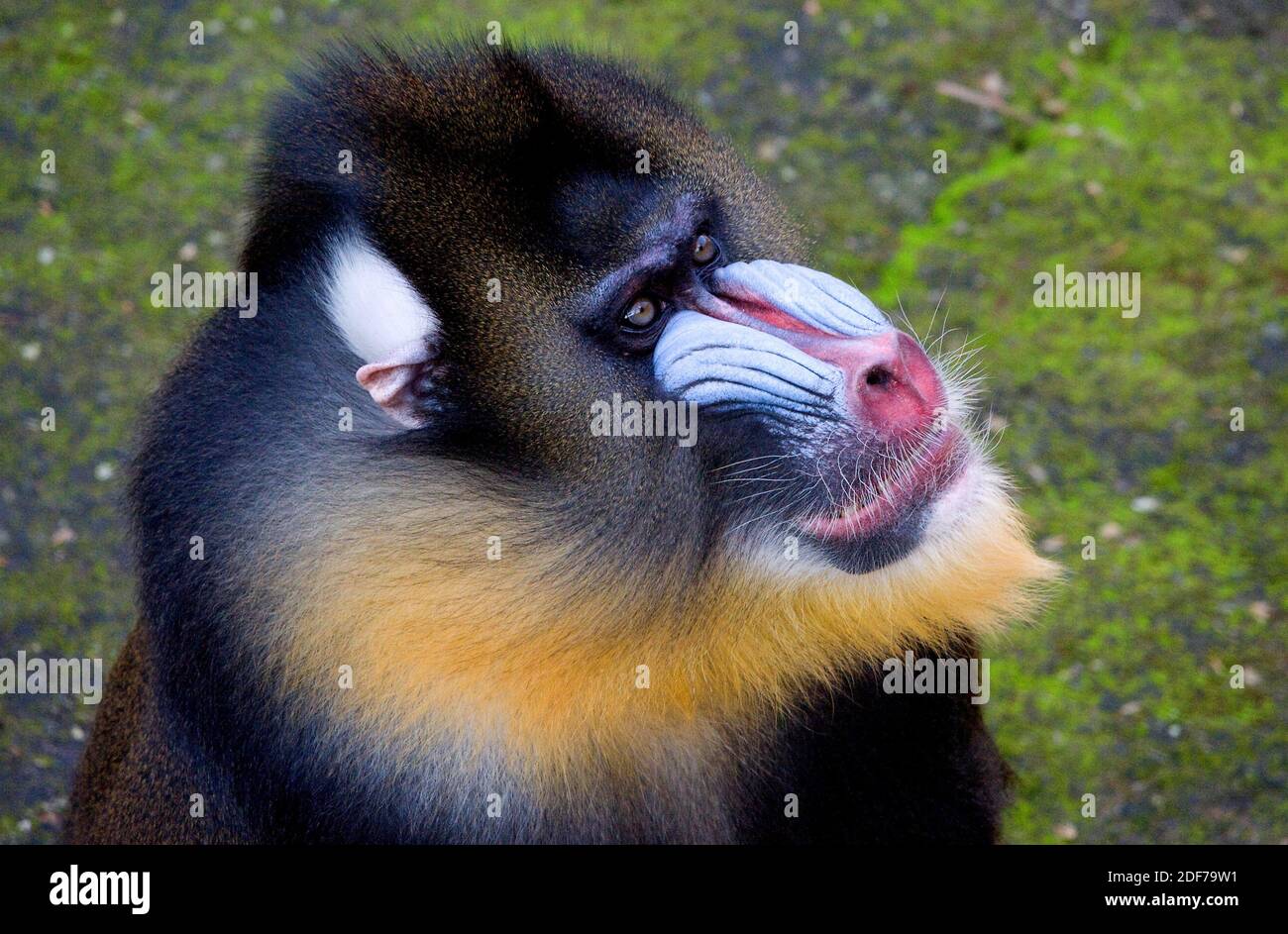 Mandrill (Mandrillus sphinx) is a monkey native to central-western ...
