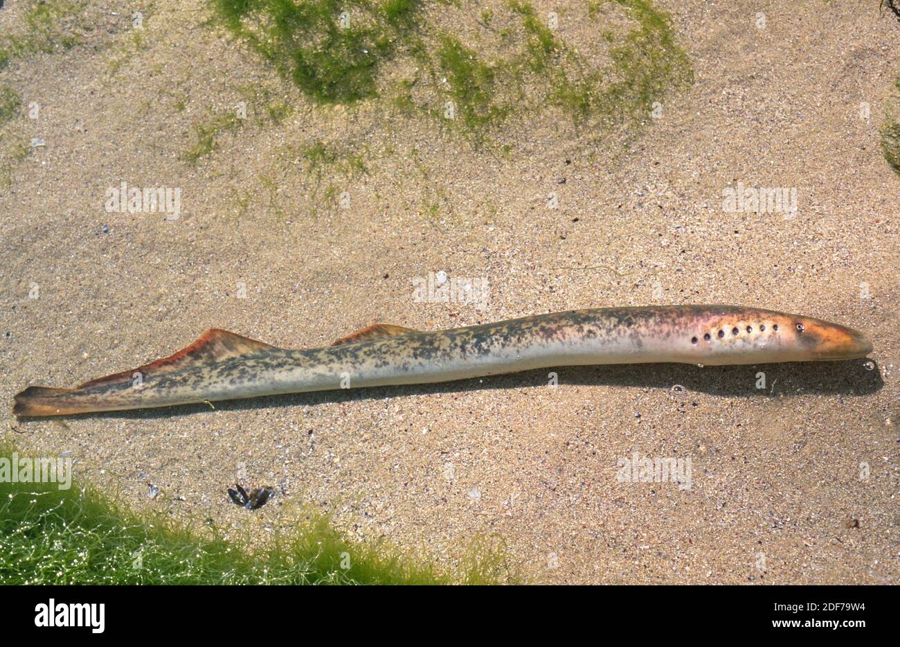 Petromyzon Lamprey