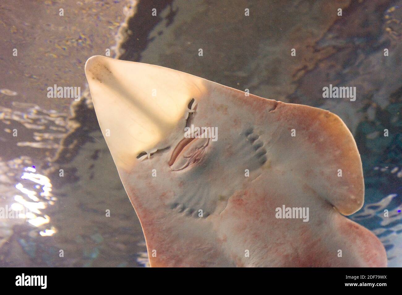 Common wildlife hi-res stock photography and images - Alamy