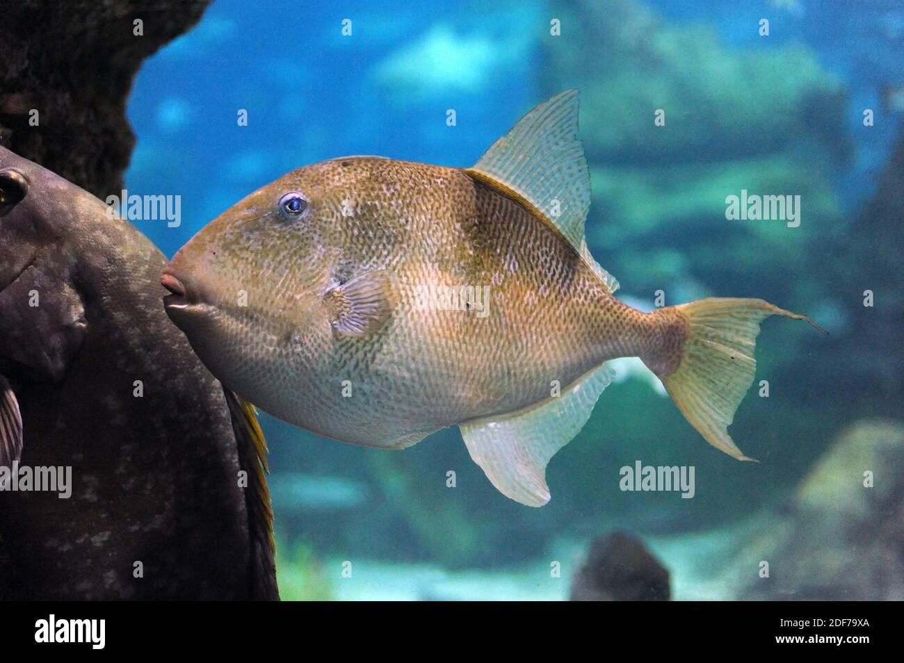 Mediterranean sea trigger fish balistes hi-res stock photography and ...