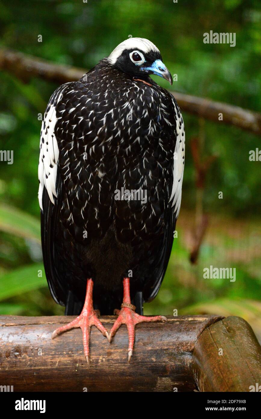 Aburria hi-res stock photography and images - Alamy