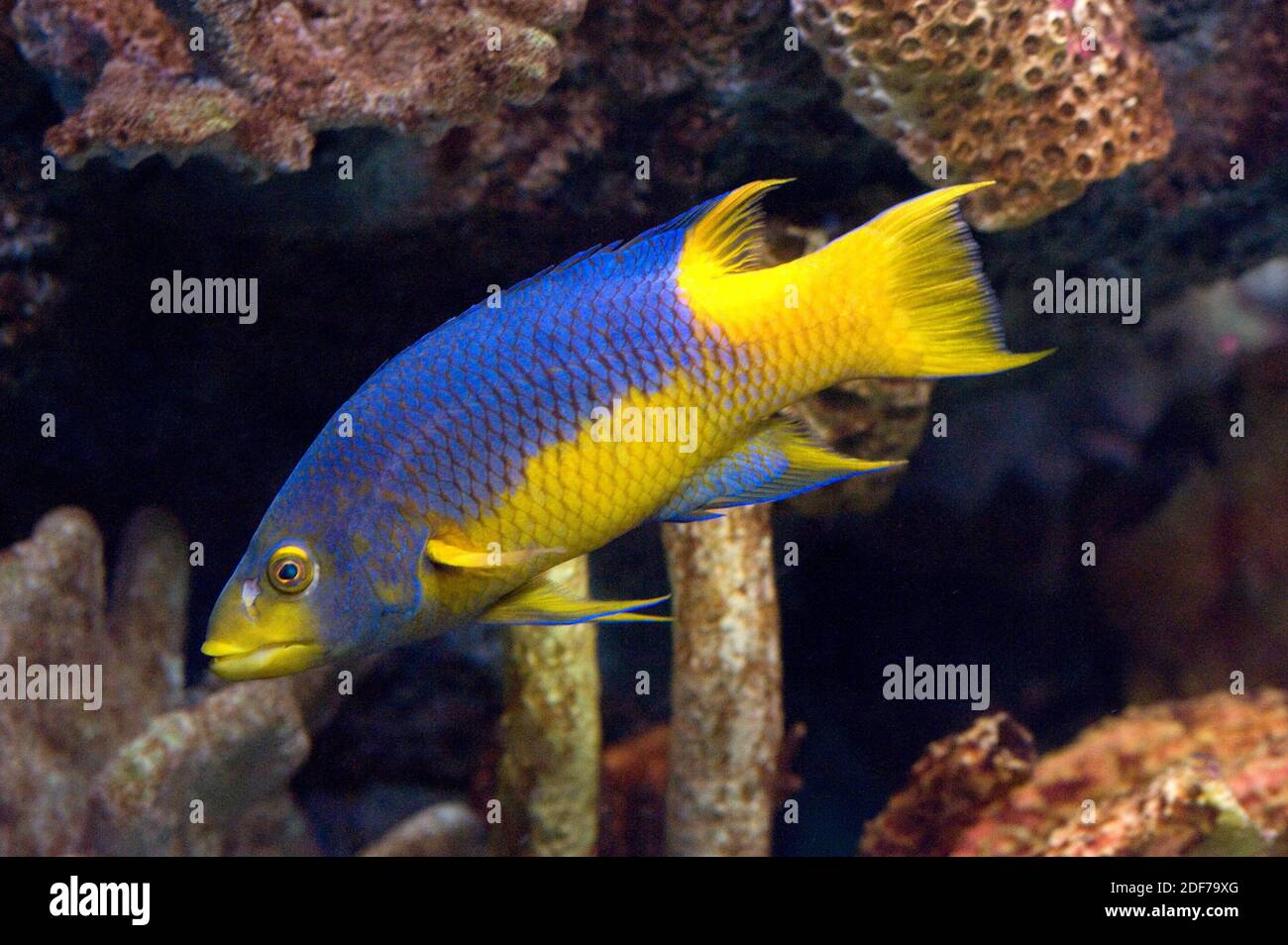 One western hi-res stock photography and images - Alamy