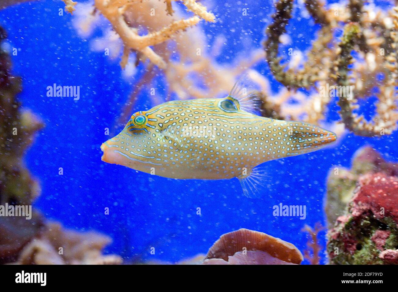 Scrawled filefish (Aluterus scriptus) is a marine fish native to ...