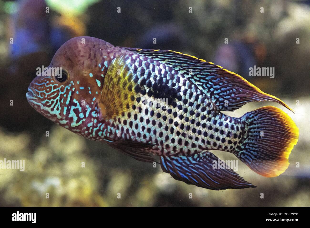 Fish of south america hi-res stock photography and images - Alamy