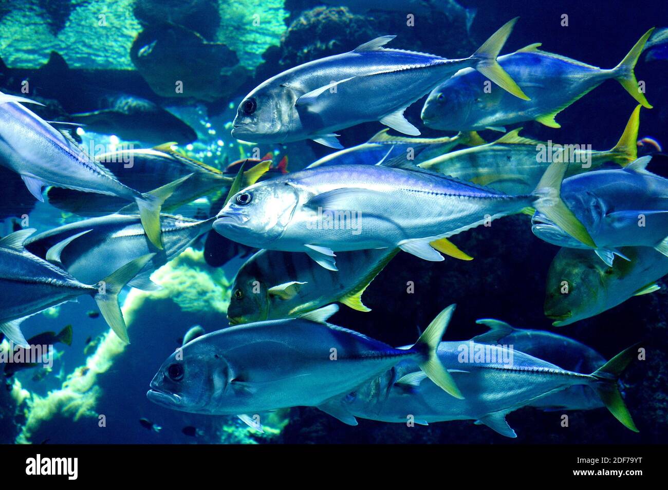 Banded fish hi-res stock photography and images - Alamy