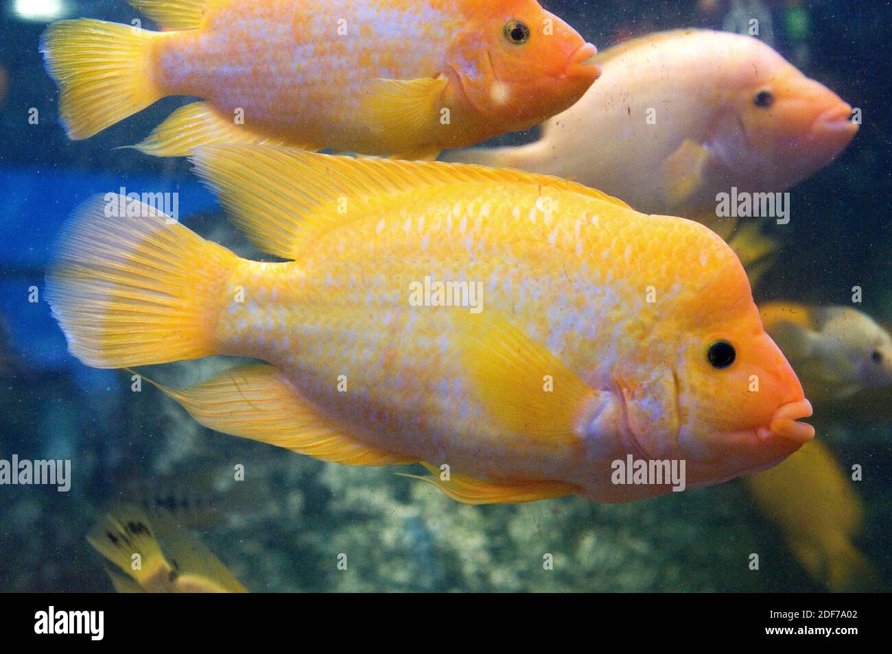 Midas cichlid (Amphilophus citrinellus) is a fresh water fish endemic to Costa Rica and ...