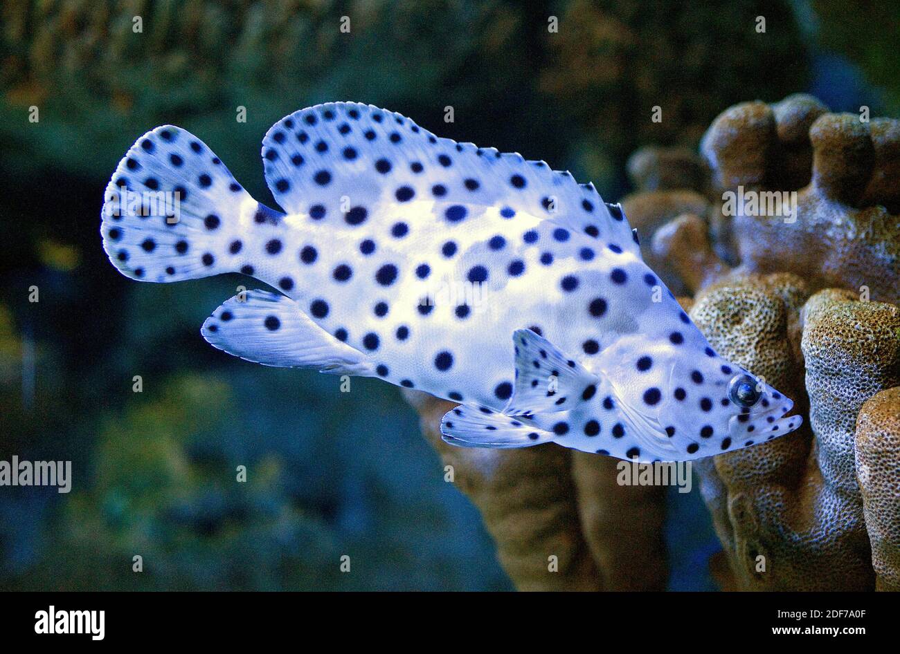 Tropical zoology hi-res stock photography and images - Alamy