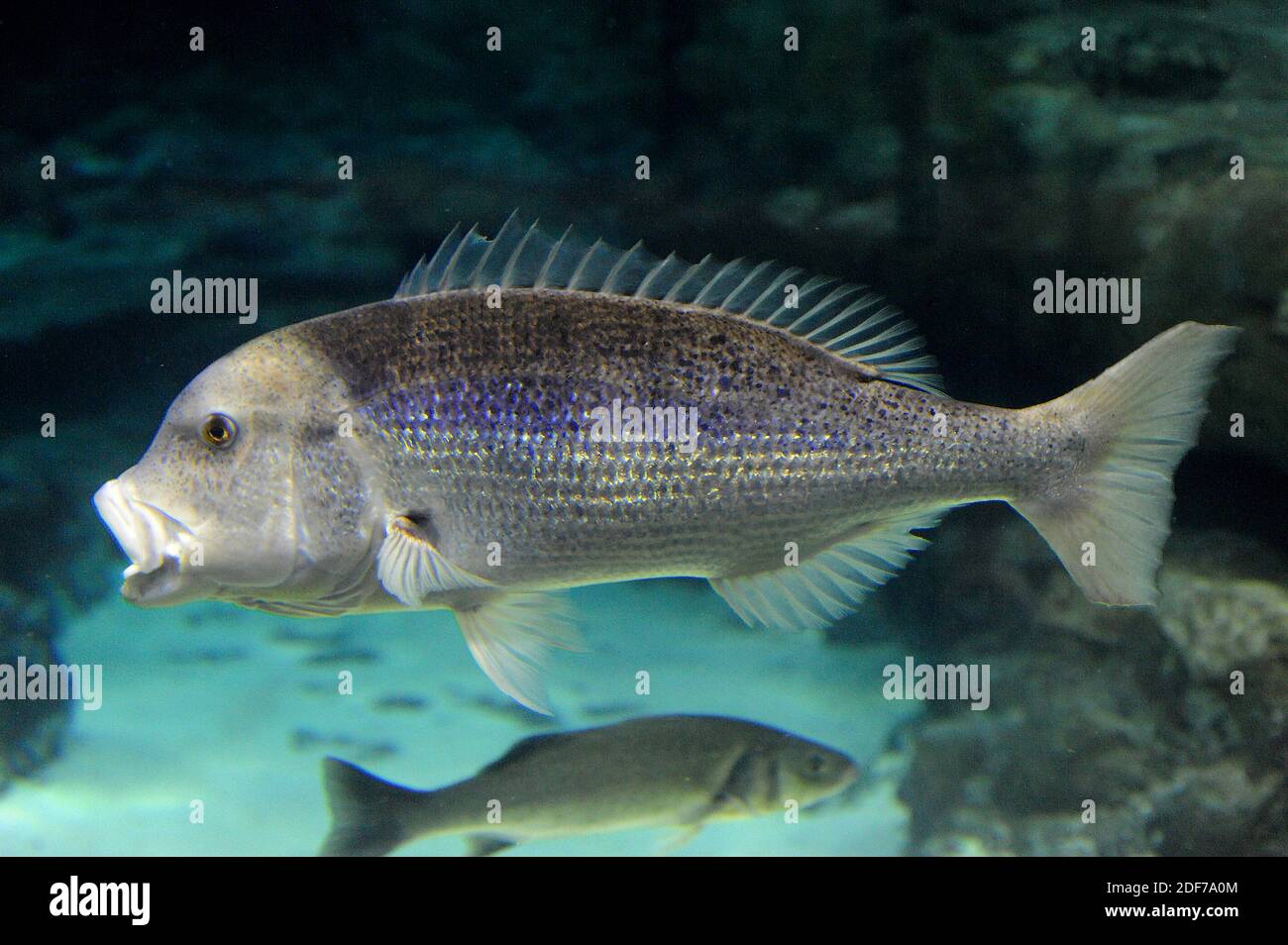 Common dentex (dentex dentex) hi-res stock photography and images - Alamy