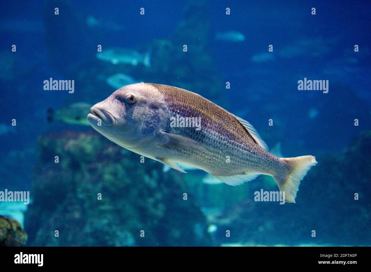 Common dentex dentex dentex hi-res stock photography and images - Alamy