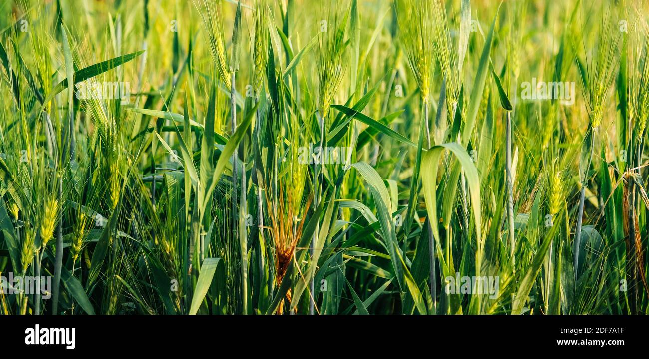 Nature background of green barley field Stock Photo - Alamy