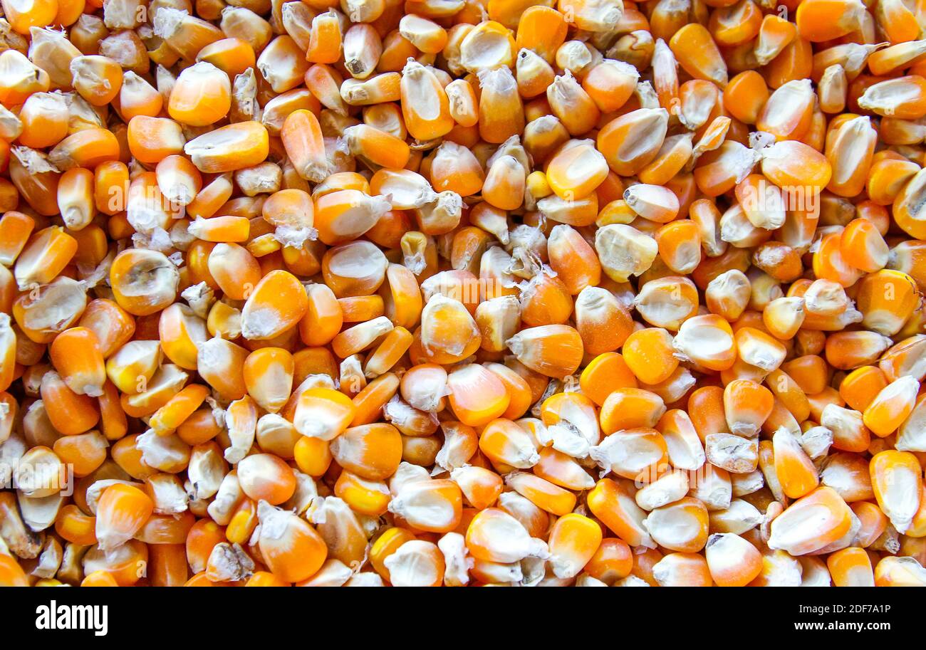 Yellow corn seeds hi-res stock photography and images - Alamy