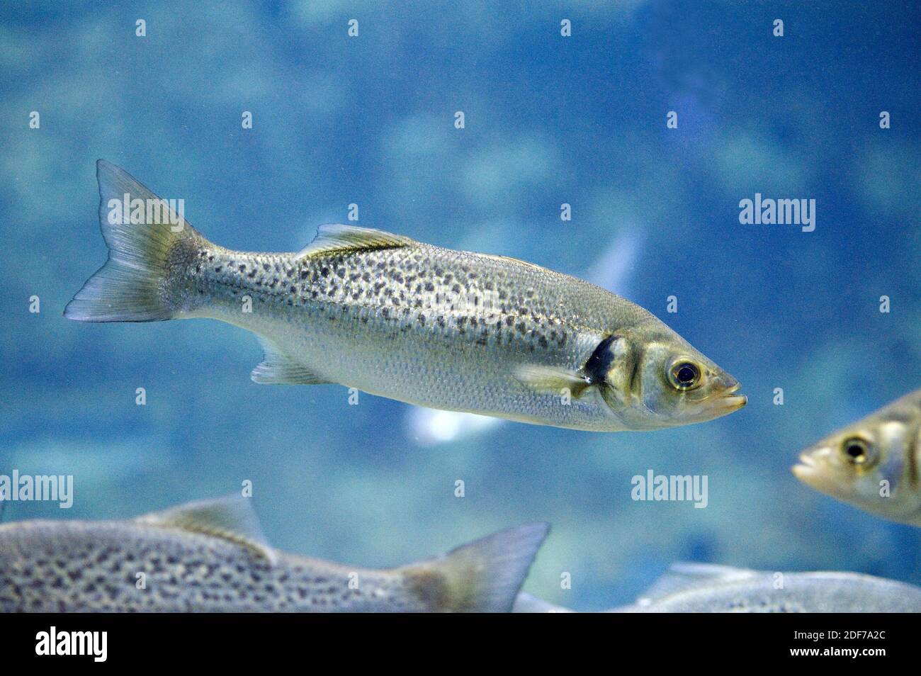 Spotted seabass dicentrarchus punctatus hi-res stock photography and ...