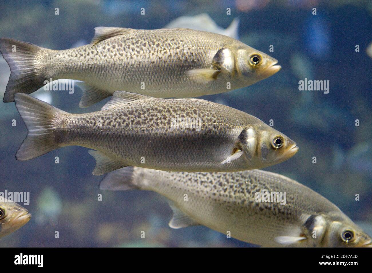 Baila fish hi-res stock photography and images - Alamy