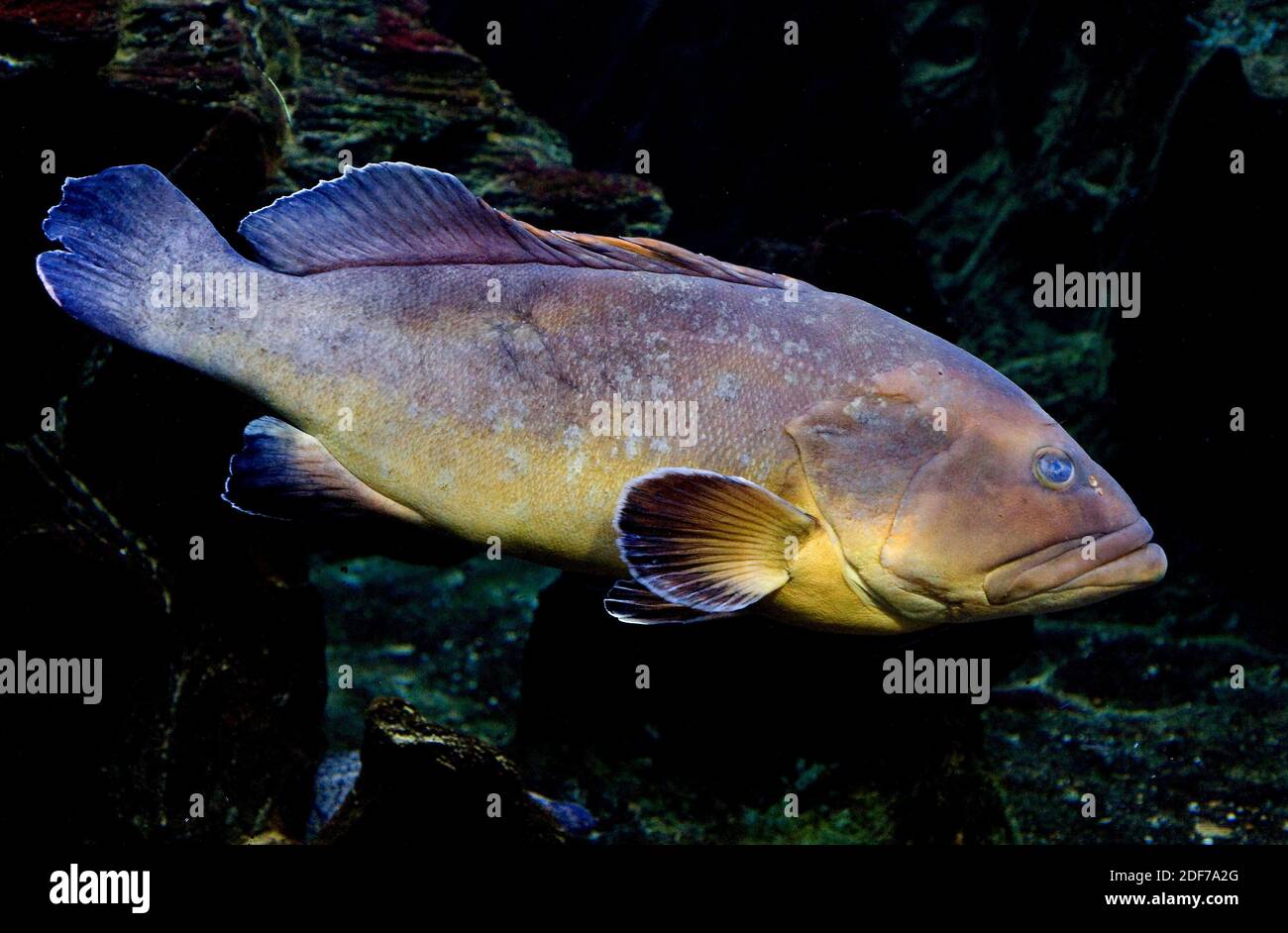Yellow grouper hi-res stock photography and images - Alamy