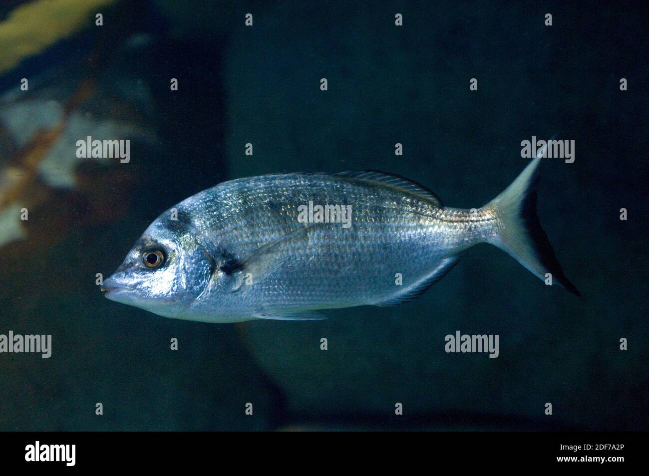 Sharpsnout sea bream hi-res stock photography and images - Alamy