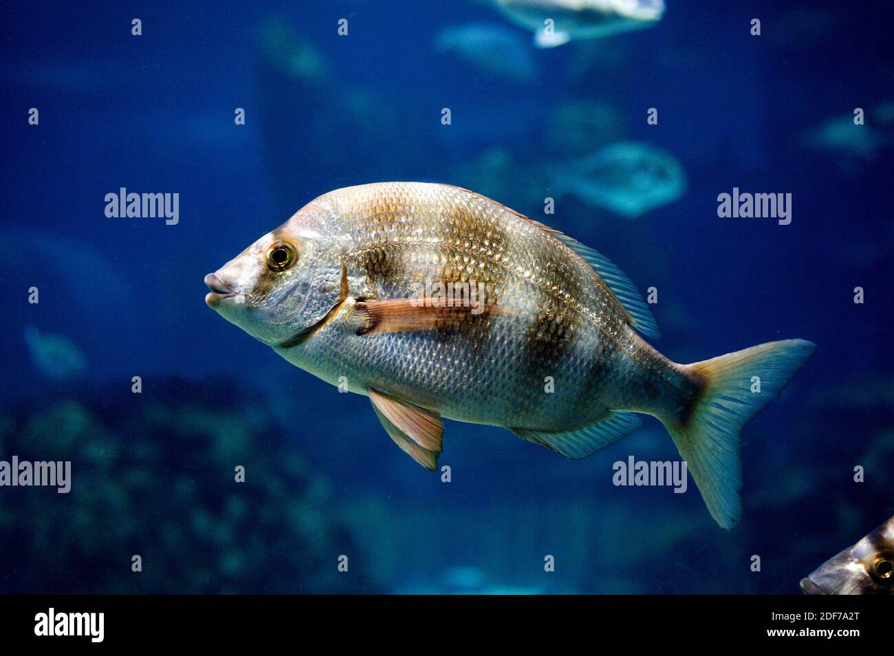 Sea Bream Fish