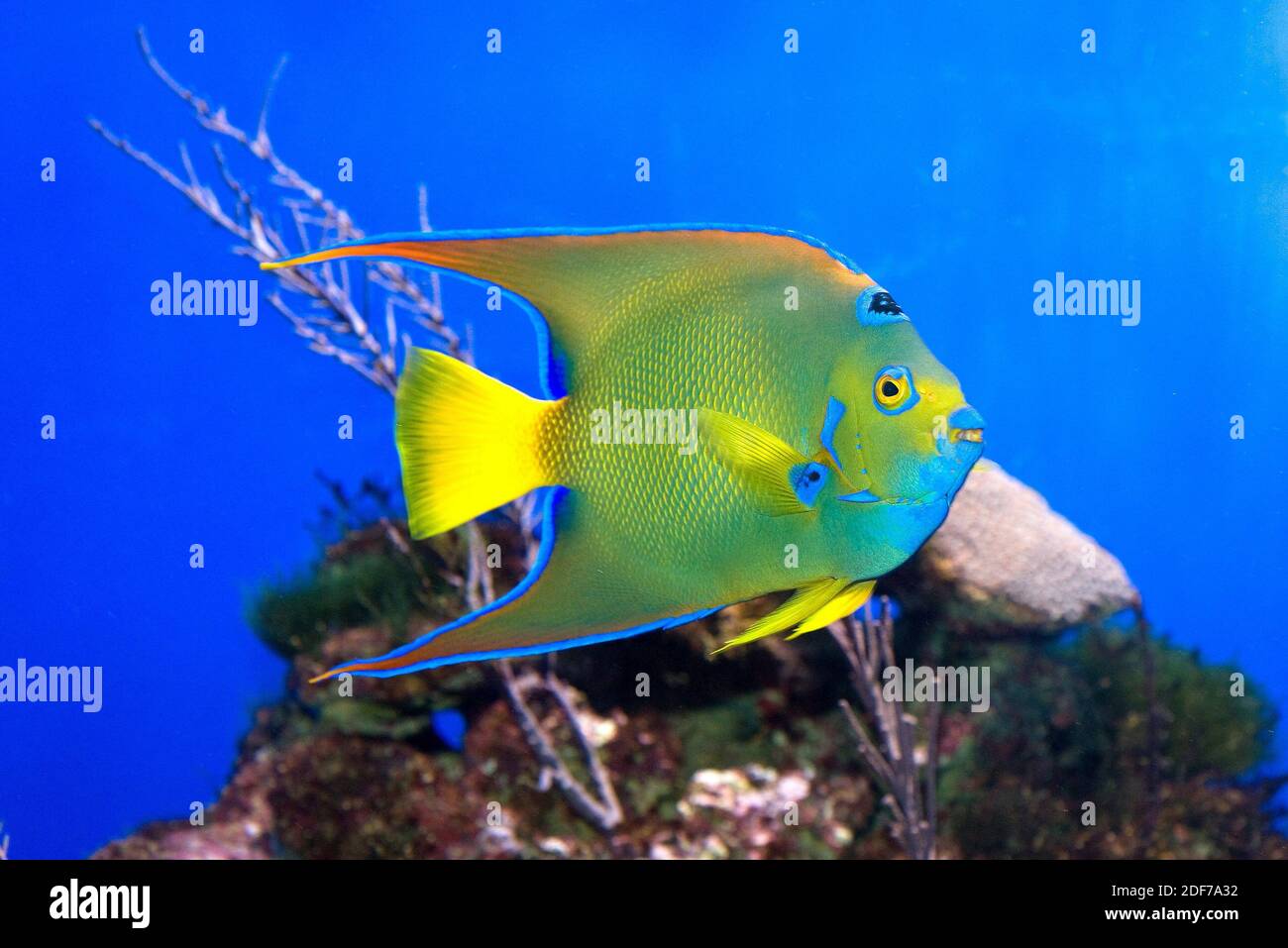 Marine angelfish queen hi-res stock photography and images - Alamy