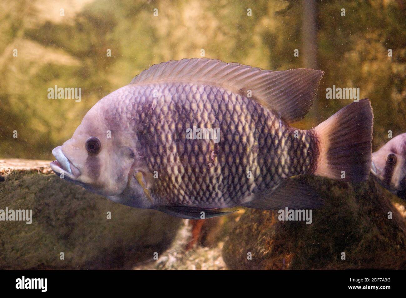 Banded Severum