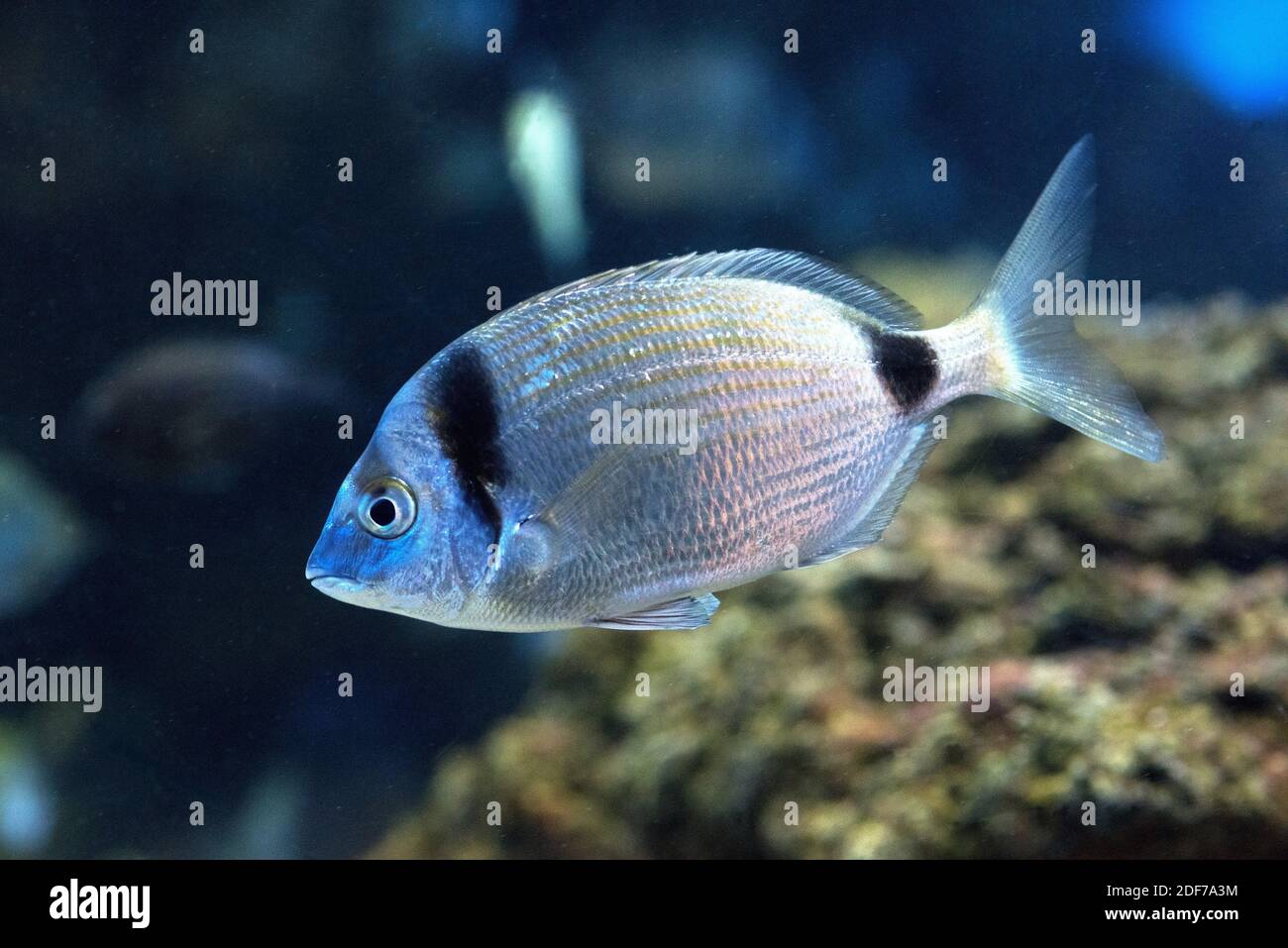 Common bream fish hi-res stock photography and images - Alamy