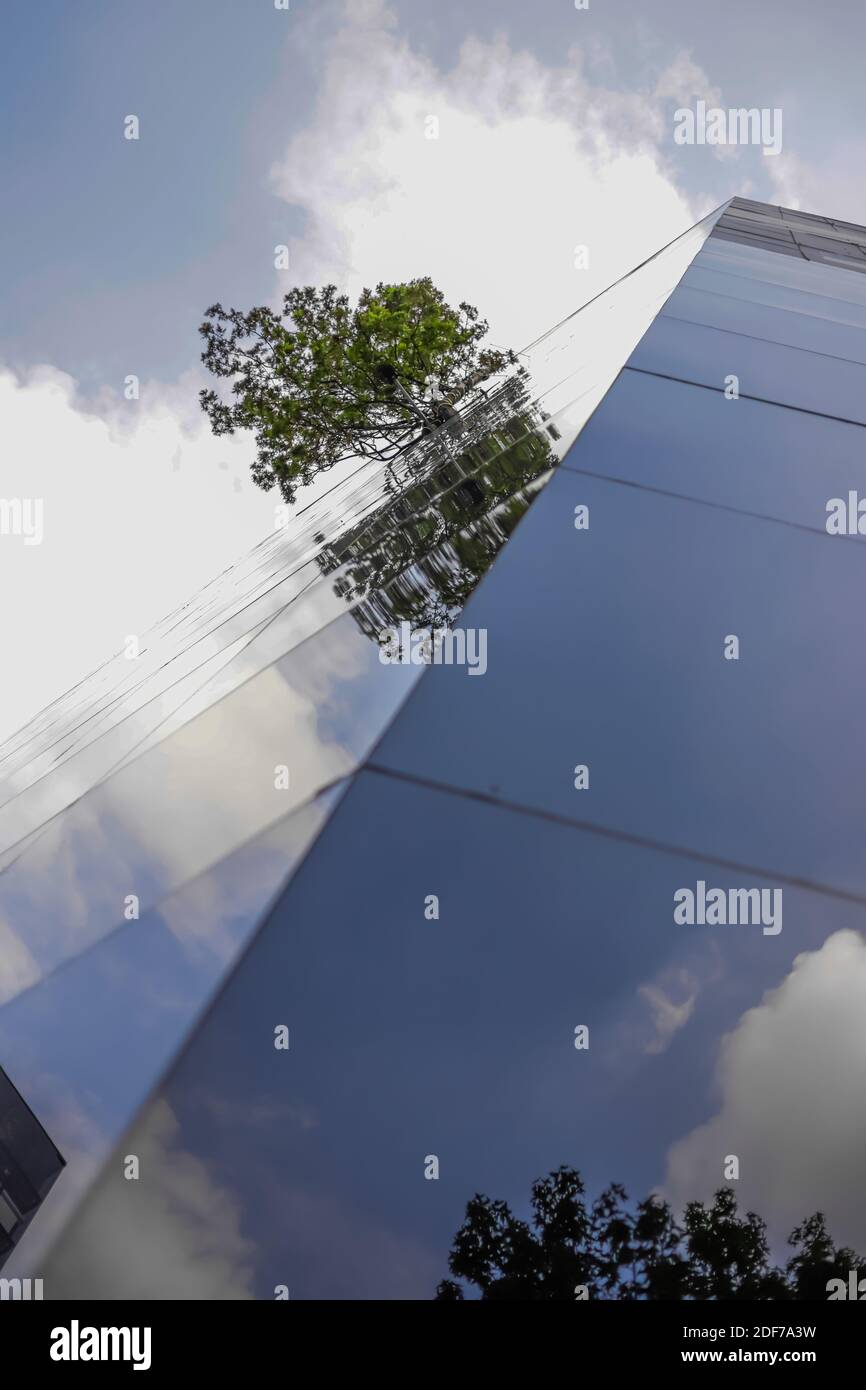 A vertical low angle shot of a tree planted on the building's rooftop ...