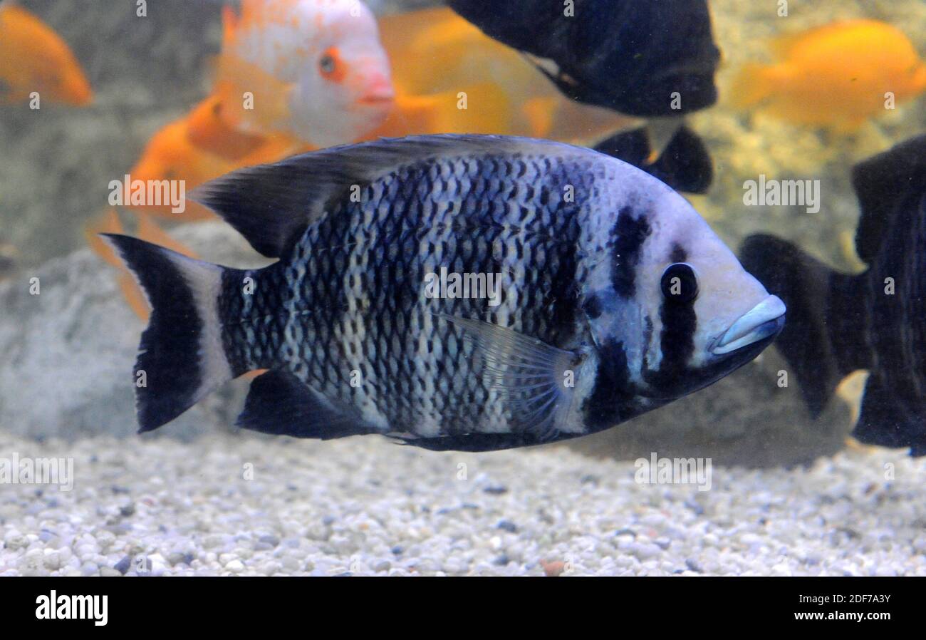 Banded cichlid hi-res stock photography and images - Alamy