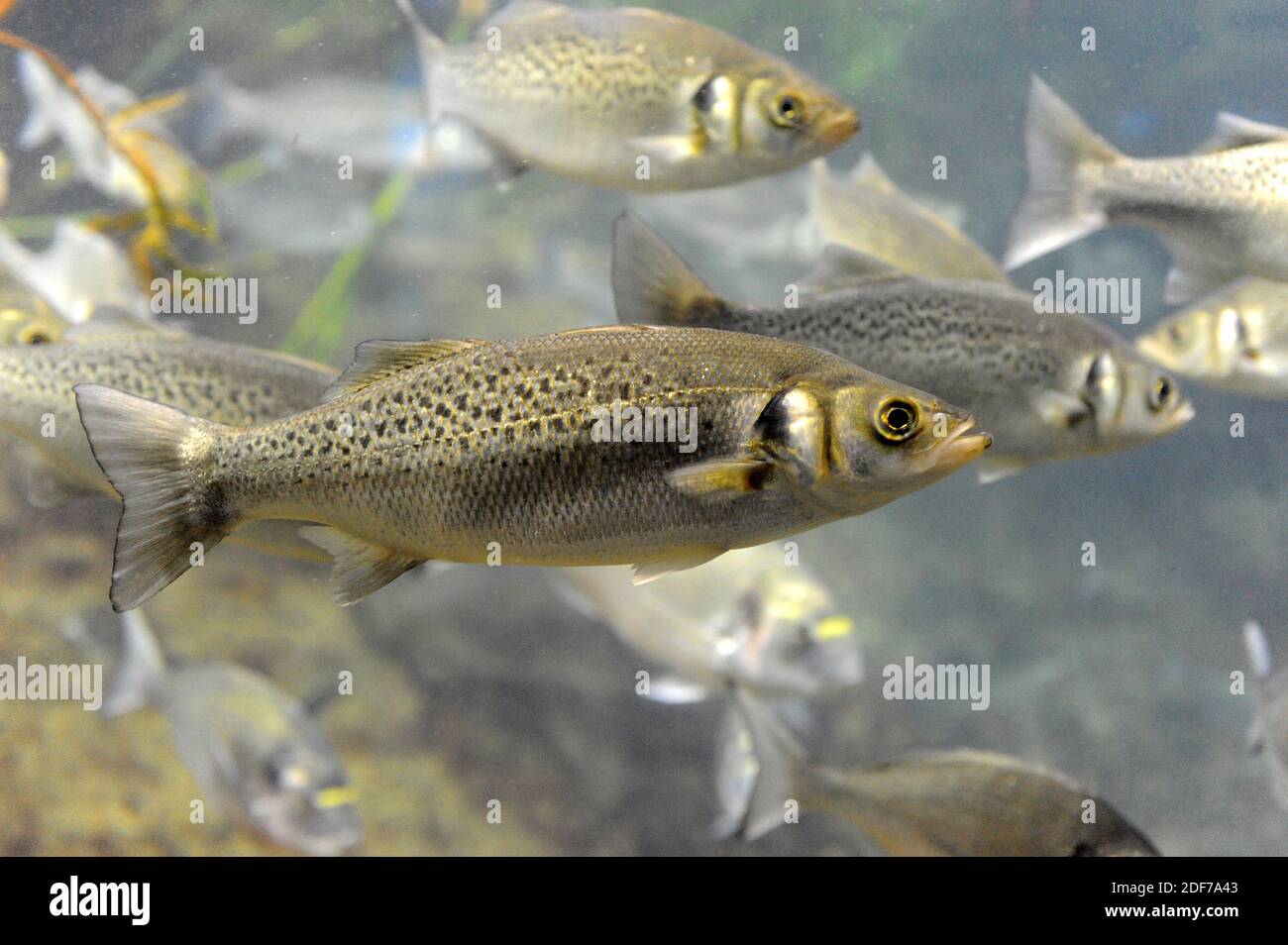 Spotted seabass dicentrarchus punctatus hi-res stock photography and ...