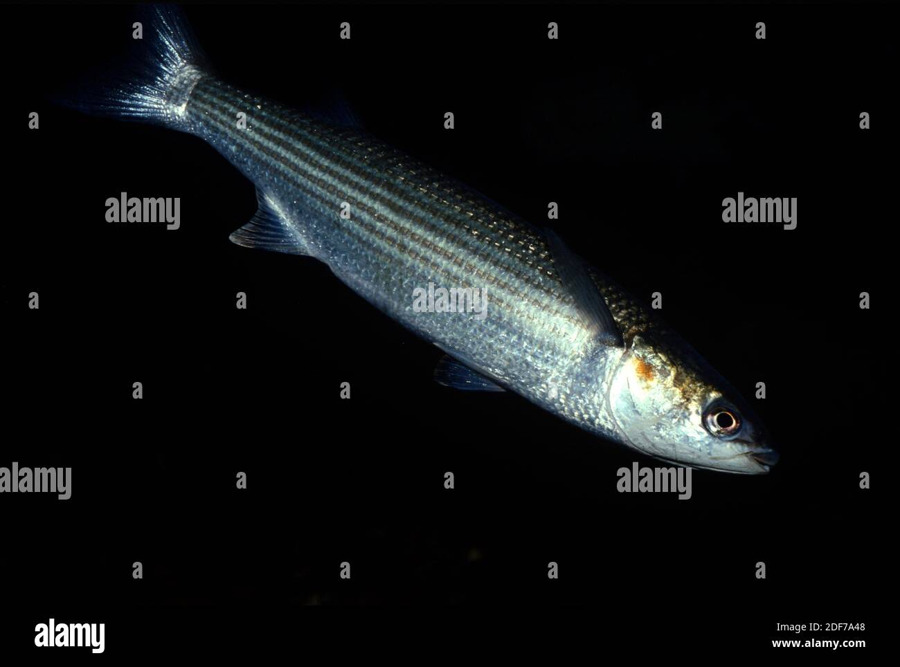 Chelon auratus hi-res stock photography and images - Alamy