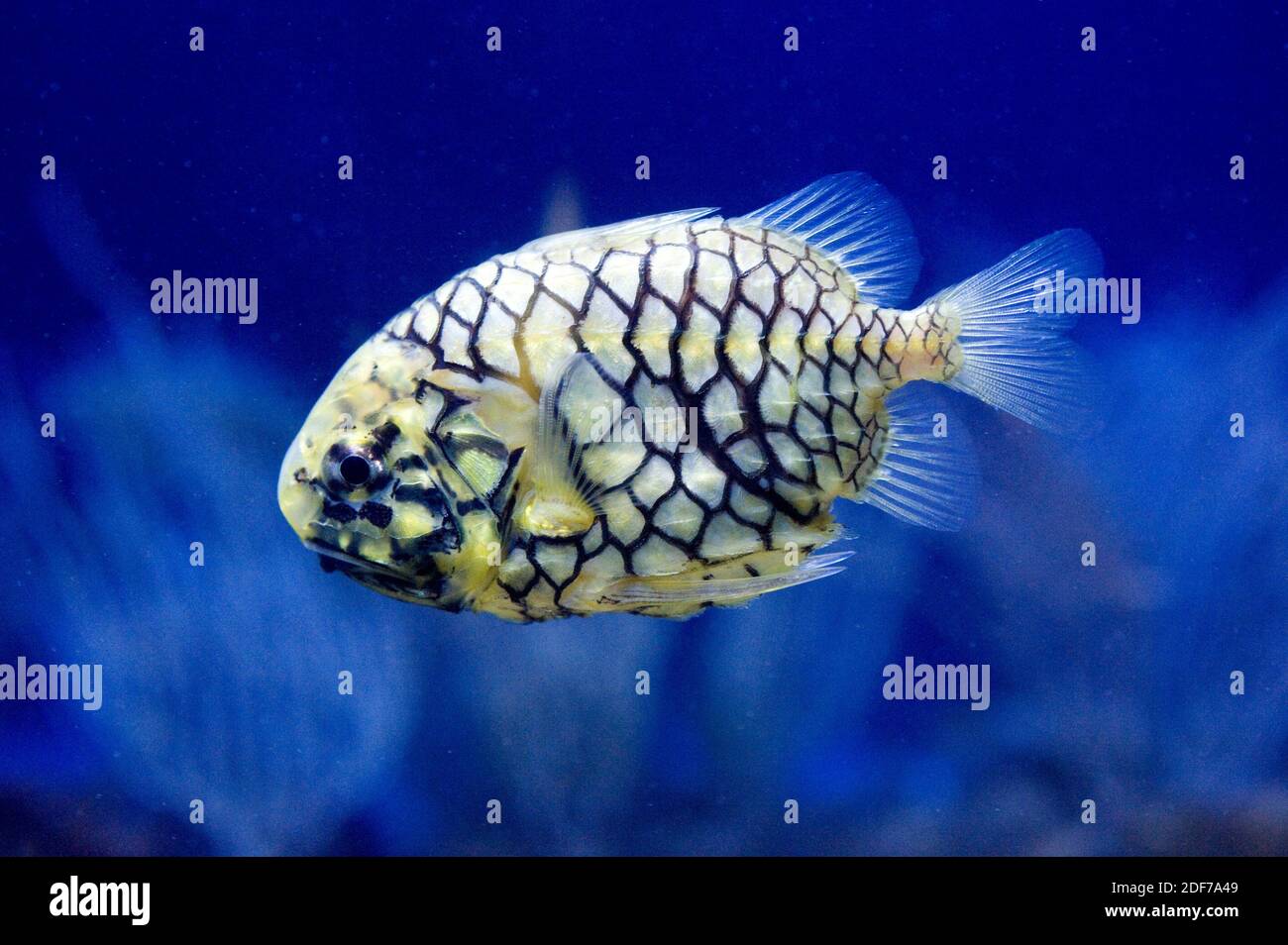 Pineapple Fish